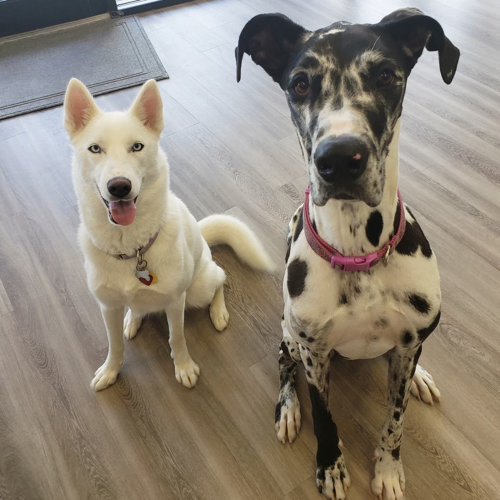 Heartworm Treatment is Ruff! | Animal House Veterinary Hospital